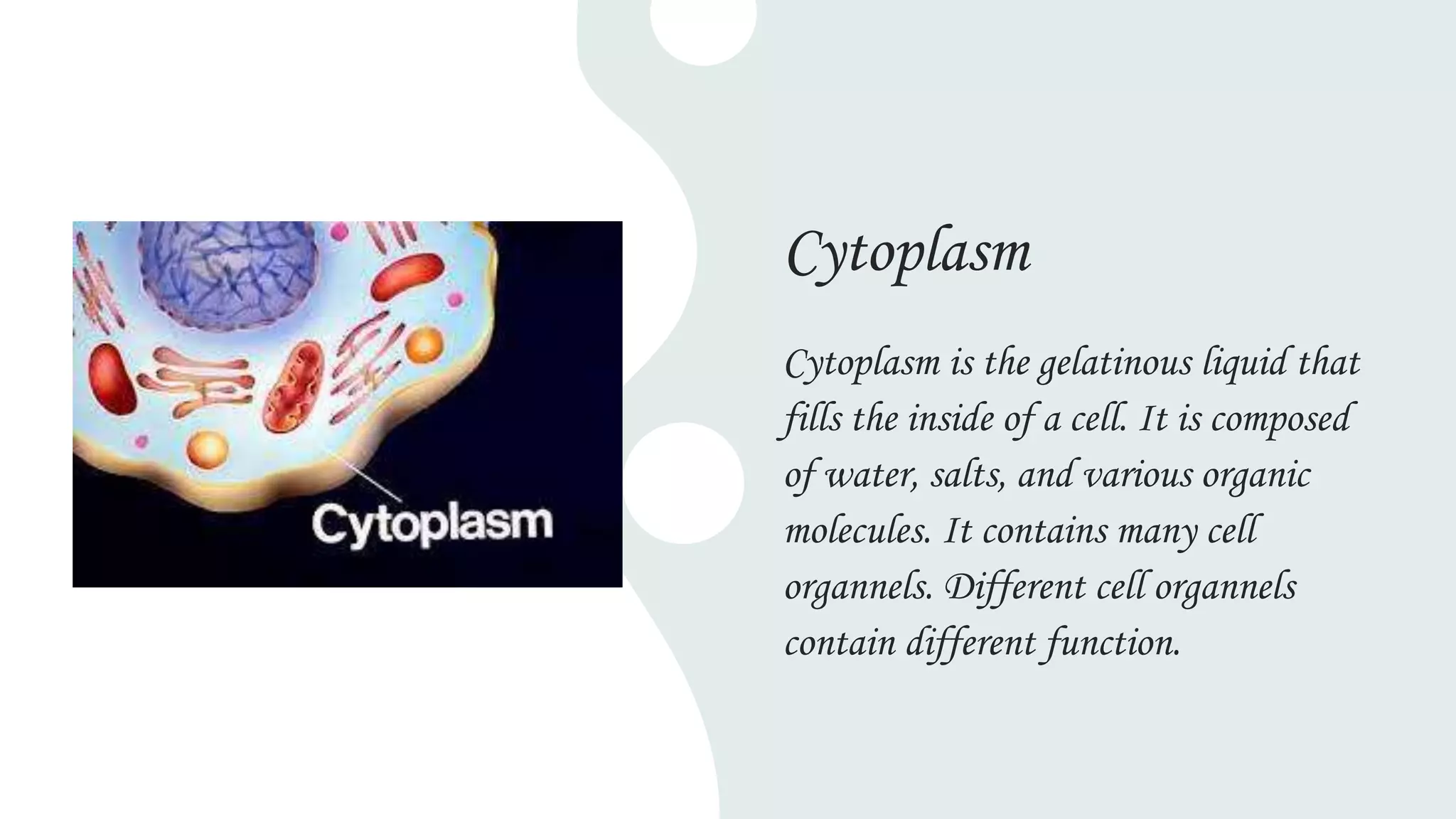 The Cell Presentation for Grade 7 | PPTX
