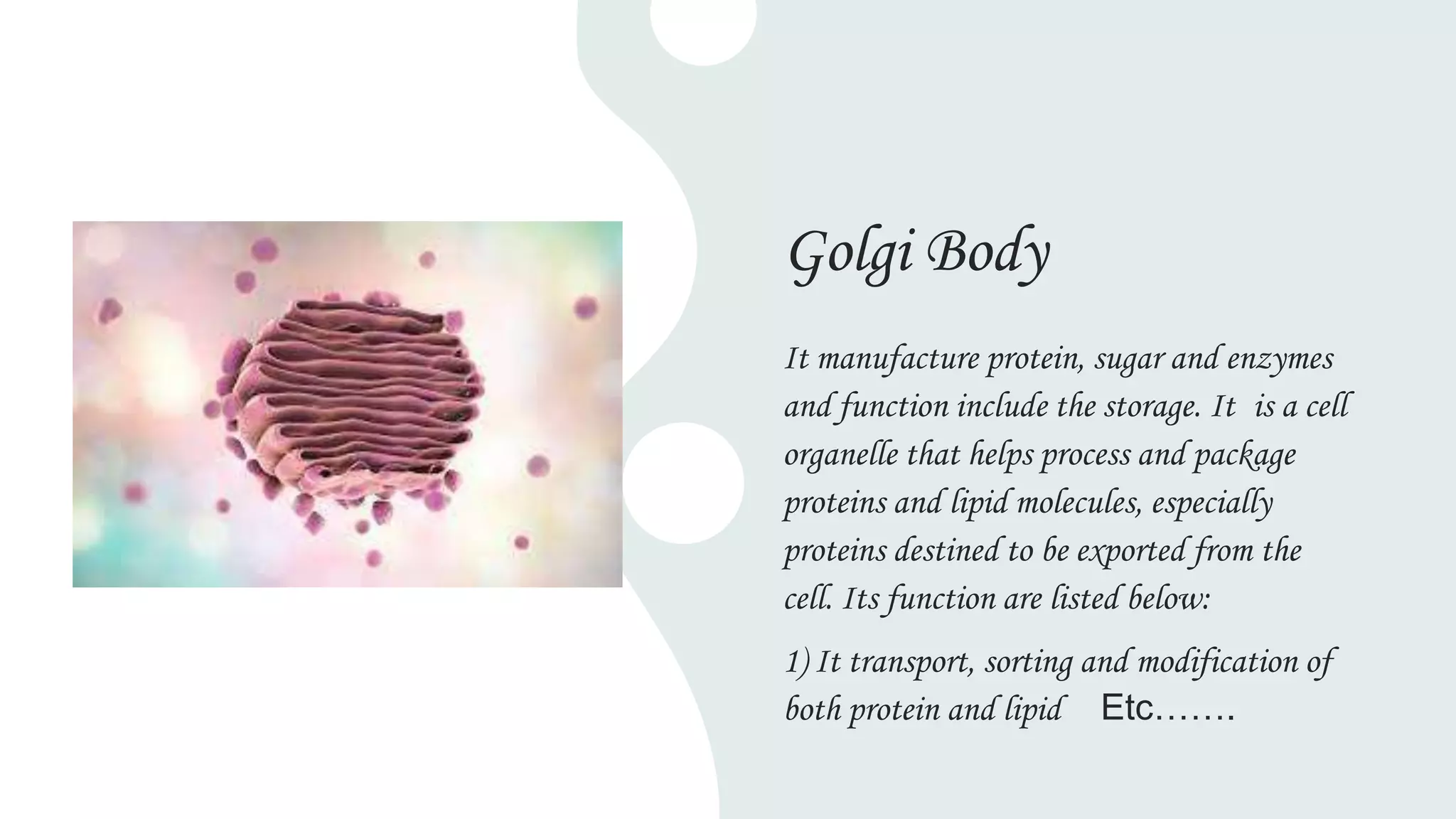 The Cell Presentation for Grade 7 | PPTX