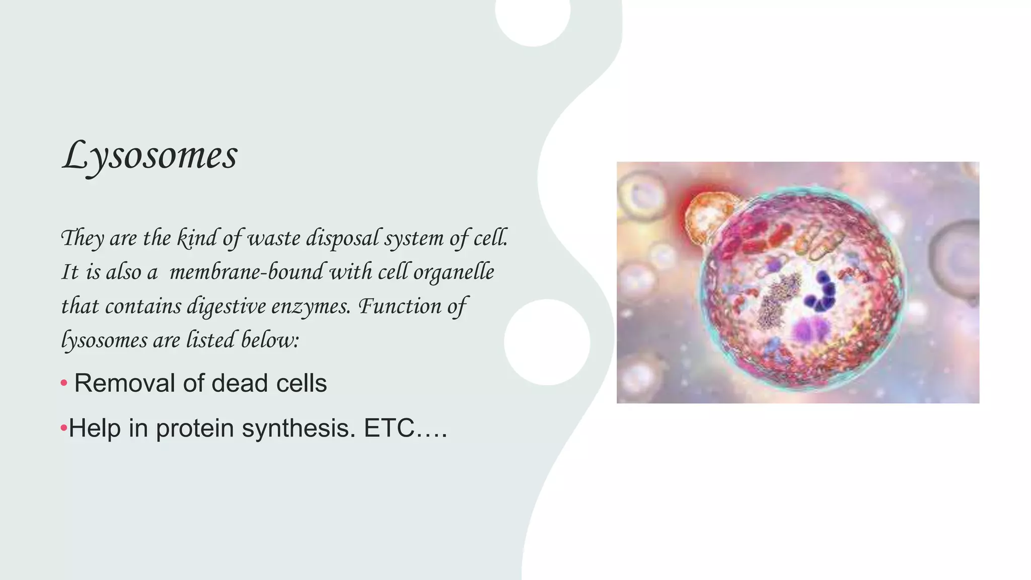The Cell Presentation for Grade 7 | PPTX