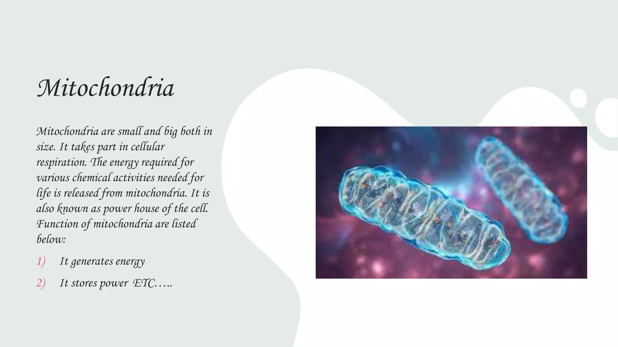 The Cell Presentation for Grade 7 | PPTX