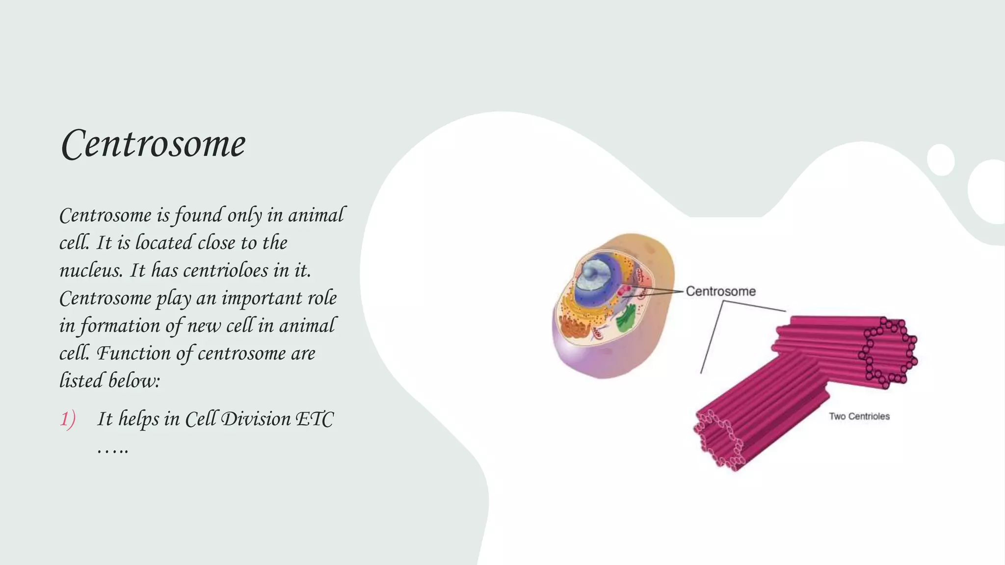The Cell Presentation for Grade 7 | PPTX