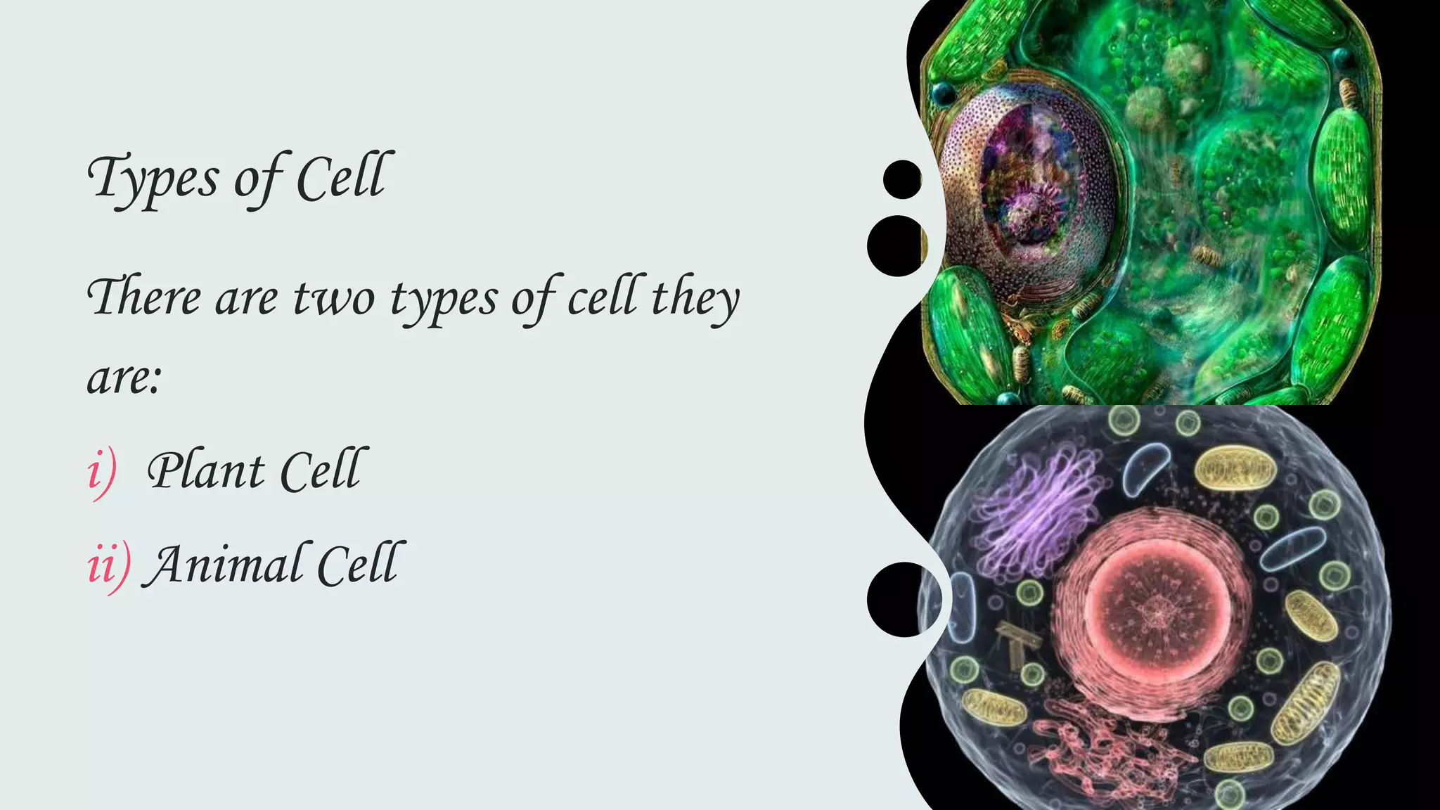 The Cell Presentation for Grade 7 | PPTX