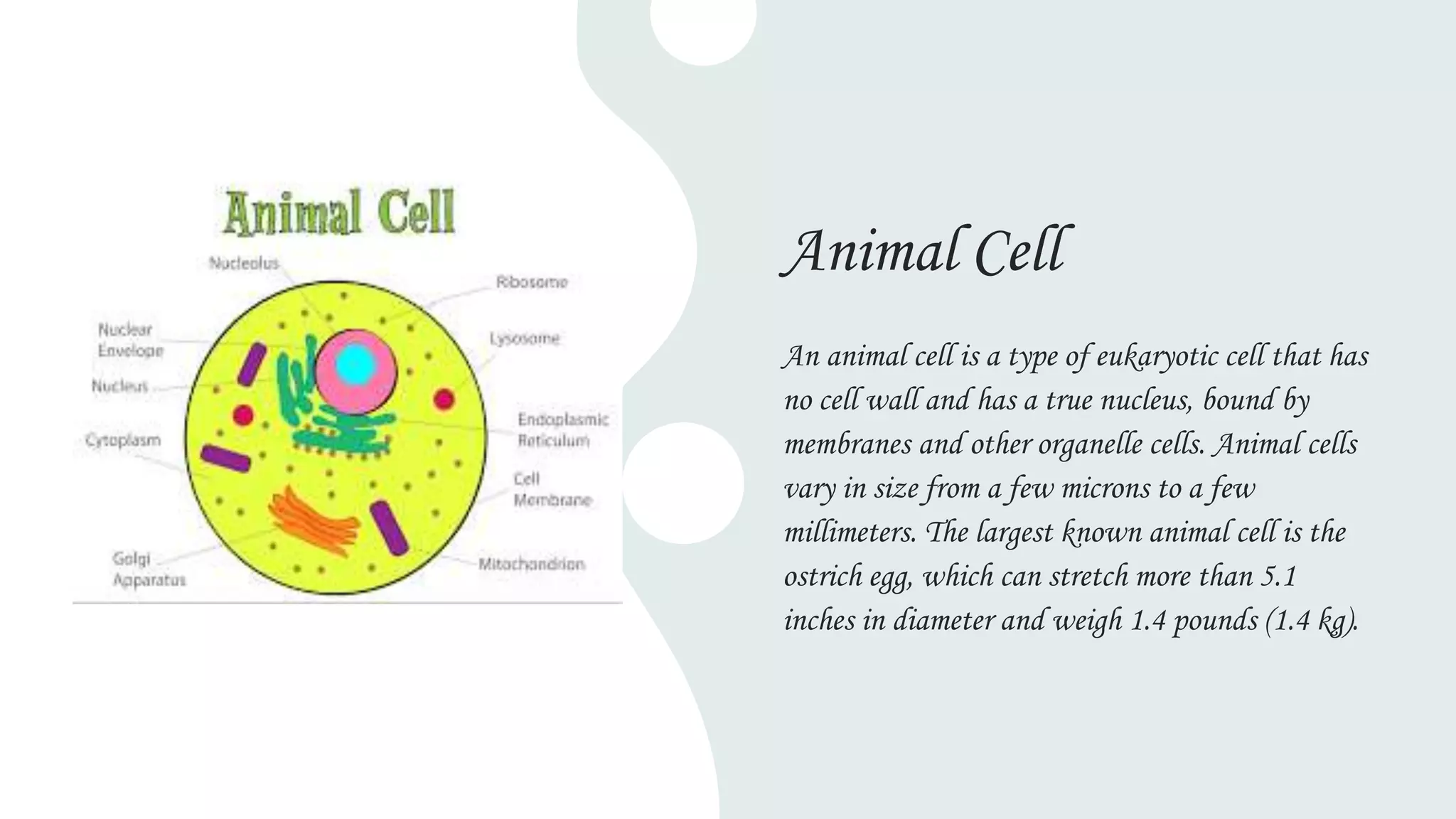 The Cell Presentation for Grade 7 | PPTX