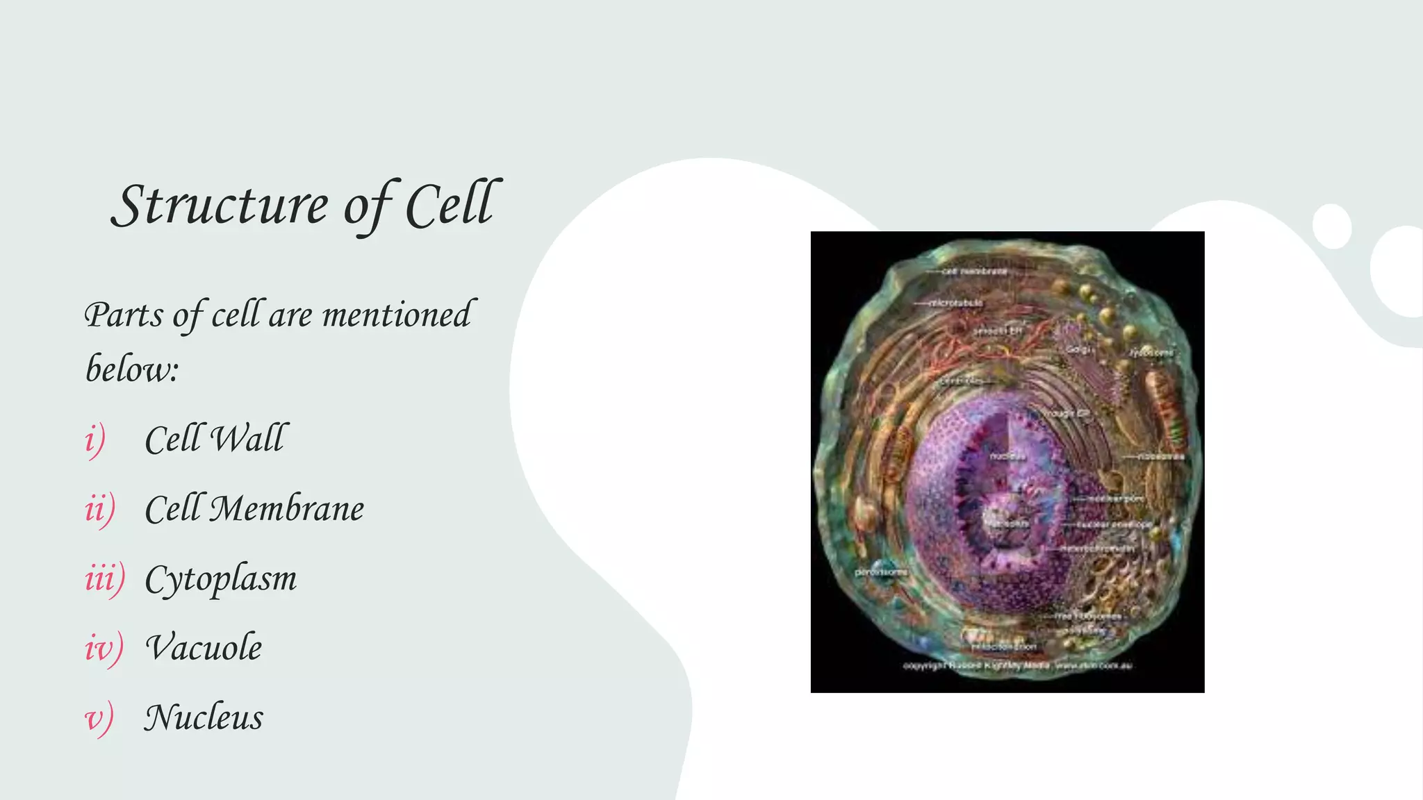 The Cell Presentation for Grade 7 | PPTX