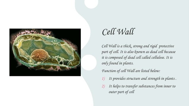 The Cell Presentation for Grade 7 | PPTX | Biological Sciences | Science