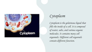 The Cell Presentation for Grade 7 | PPTX