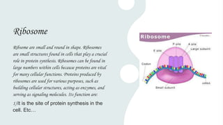 The Cell Presentation for Grade 7 | PPTX