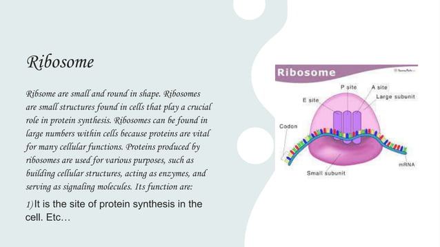 The Cell Presentation for Grade 7 | PPTX | Biological Sciences | Science