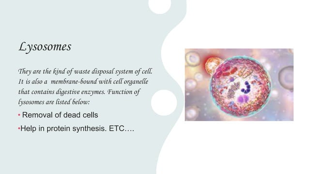 The Cell Presentation for Grade 7 | PPTX | Biological Sciences | Science