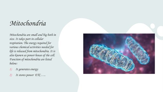 The Cell Presentation for Grade 7 | PPTX | Biological Sciences | Science