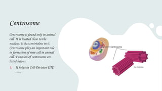 The Cell Presentation for Grade 7 | PPTX