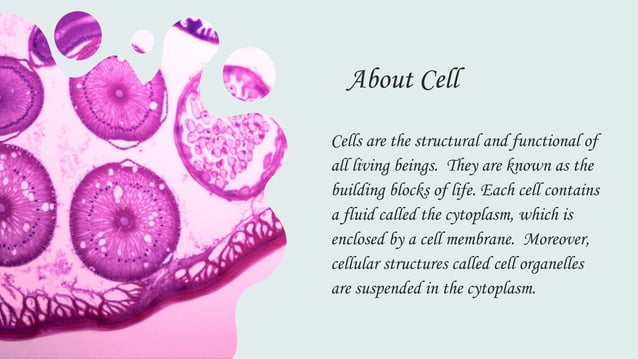The Cell Presentation for Grade 7 | PPTX | Biological Sciences | Science