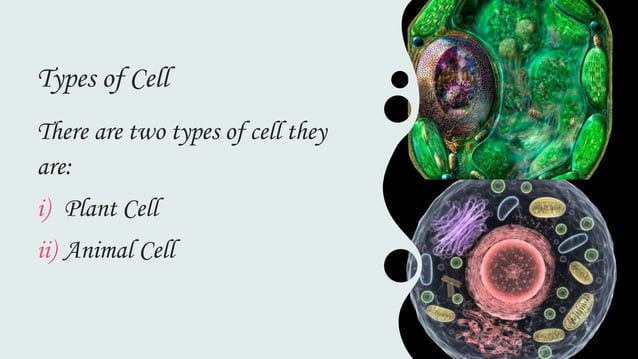 The Cell Presentation for Grade 7 | PPTX | Biological Sciences | Science