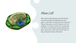 The Cell Presentation for Grade 7 | PPTX