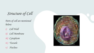 The Cell Presentation for Grade 7 | PPTX