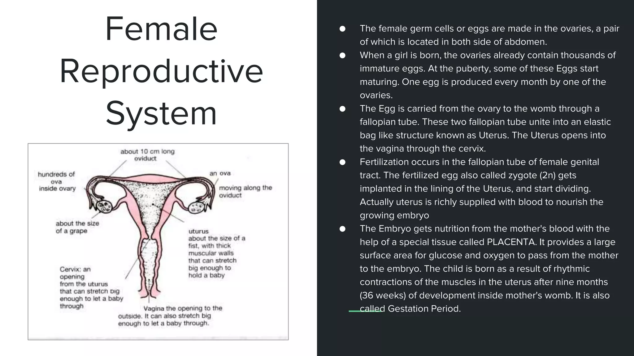 NCERT Class 10 Ch.8 How Do Organisms Reproduce | PPTX