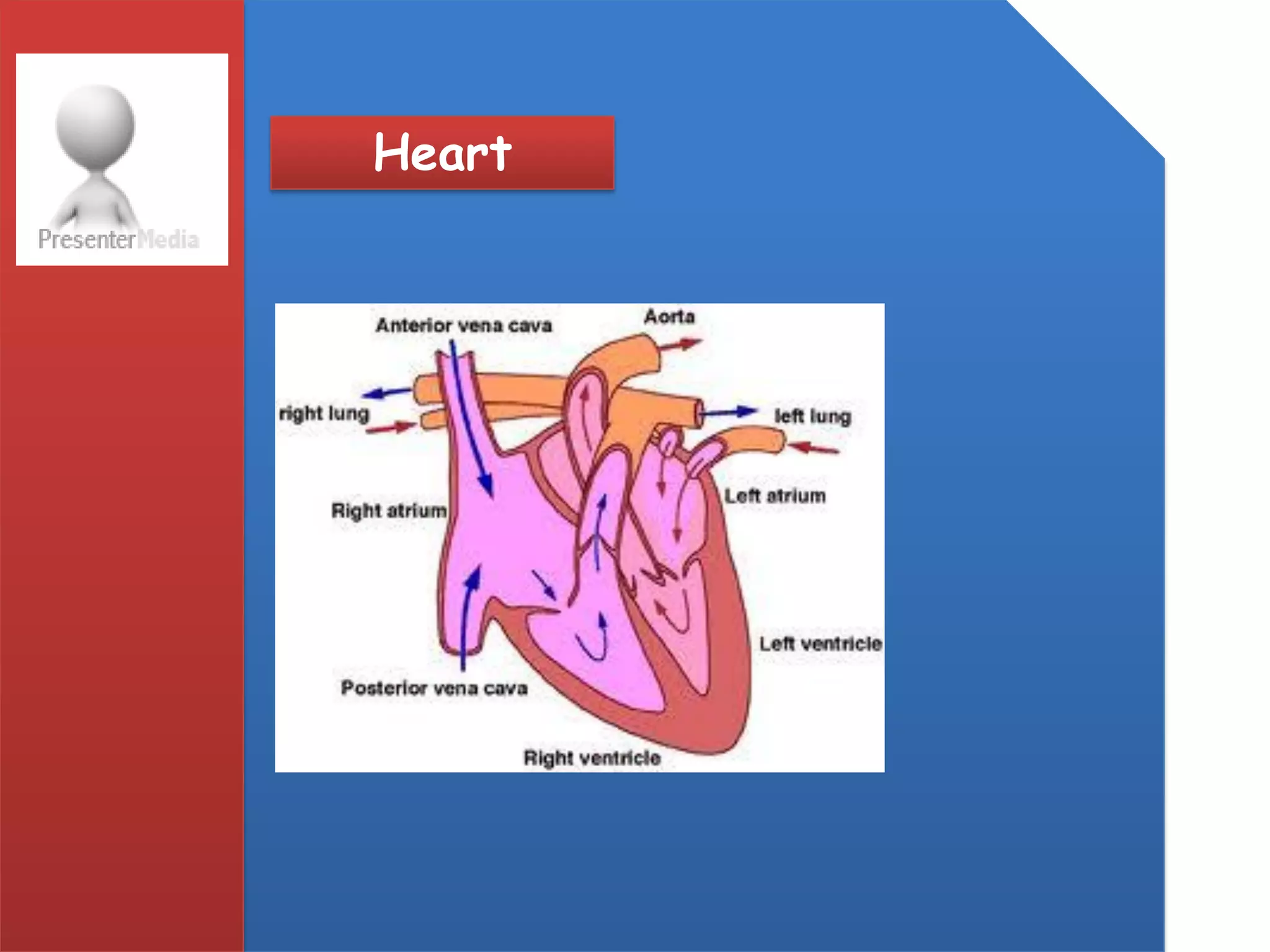 Science primary 4 the human circulatory system | PDF