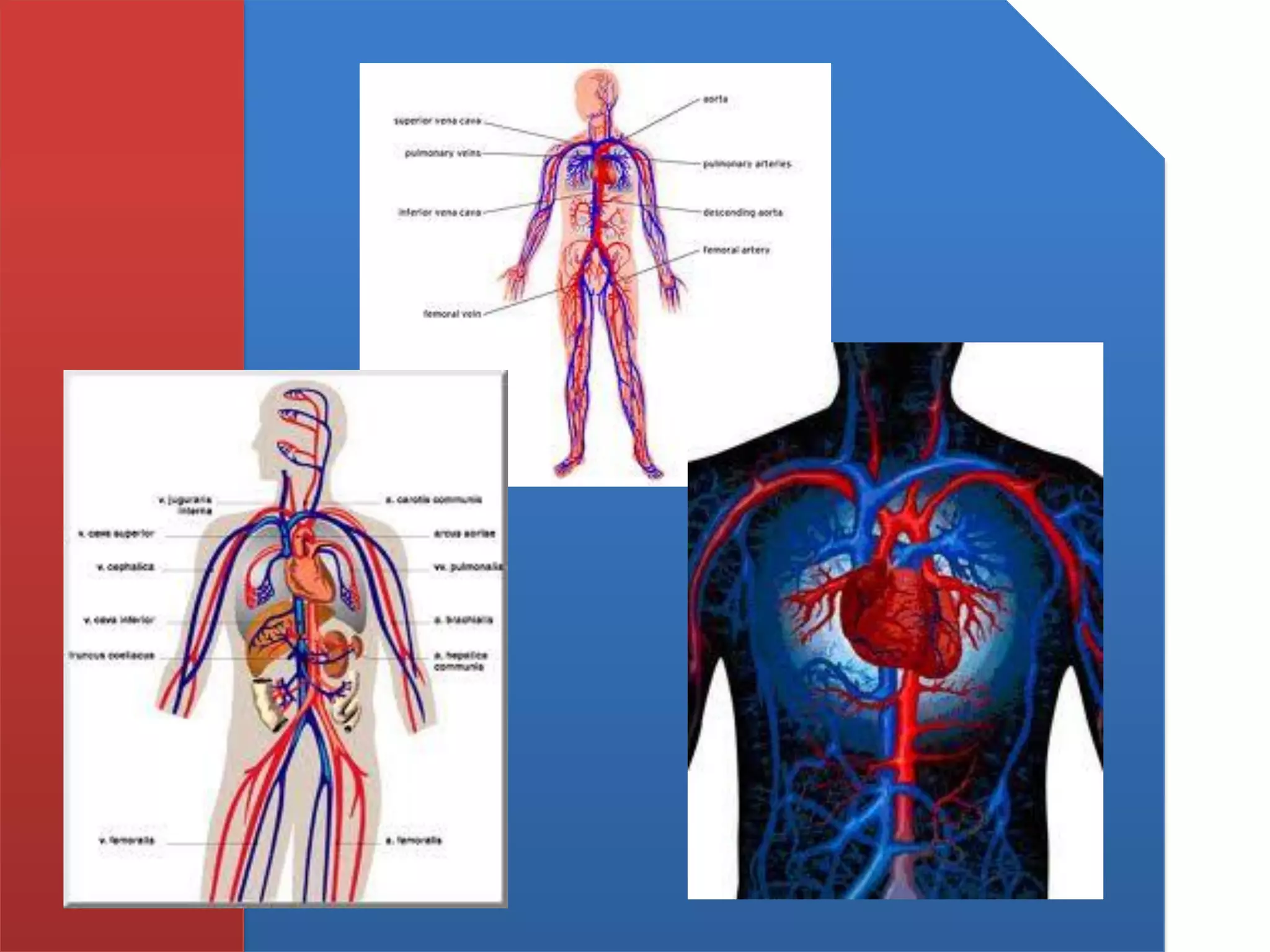 Science primary 4 the human circulatory system | PDF