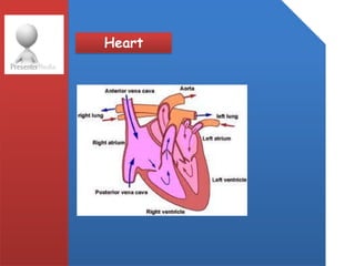 Science primary 4 the human circulatory system | PDF