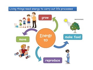 Science primary 6; Energy | PDF