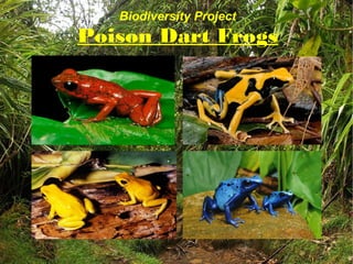 Poison Dart Frog- Science Project | ODP | Zoos & Aquariums | Attractions
