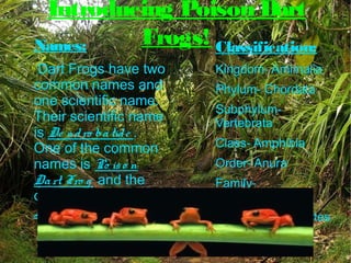 Poison Dart Frog- Science Project | ODP | Zoos & Aquariums | Attractions