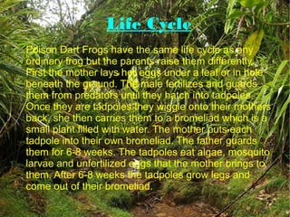 Poison Dart Frog- Science Project | ODP | Zoos & Aquariums | Attractions