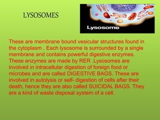 fundamental unit of life :cell | PPT