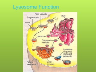 fundamental unit of life :cell | PPT
