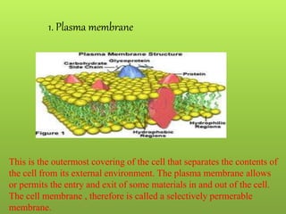fundamental unit of life :cell | PPT