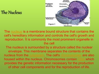fundamental unit of life :cell | PPT
