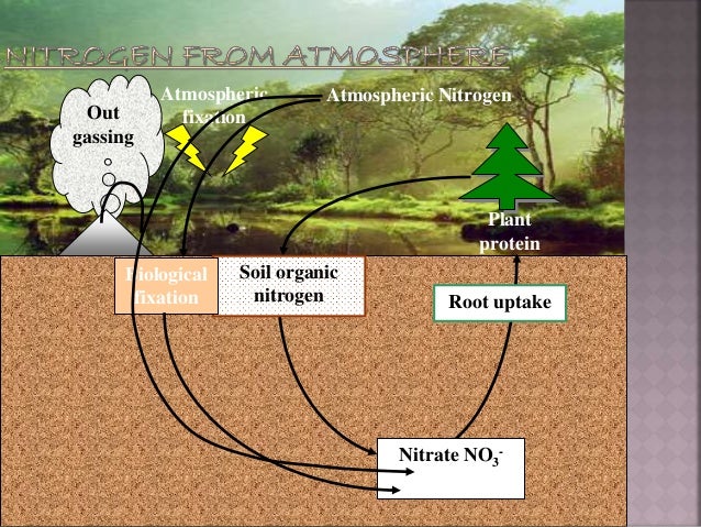 Nitrogen Cycle And Fixation