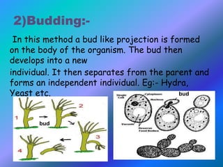 How Do Organisms Reproduce? | PPT