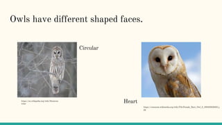 Owls | PPT