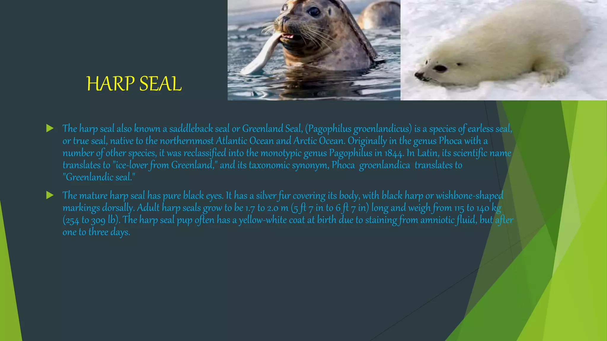 ANIMALS NCERT PPT | PPTX