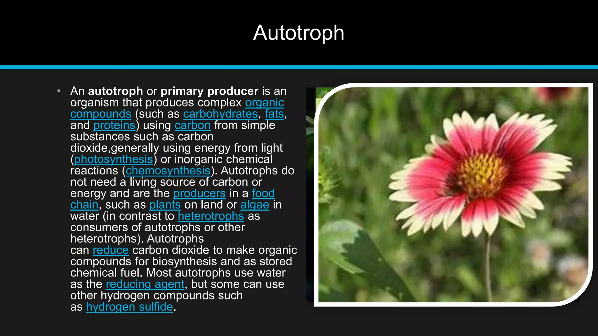 Nutrition in animals and plants | PPTX