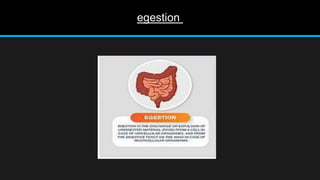 Nutrition in animals and plants | PPTX