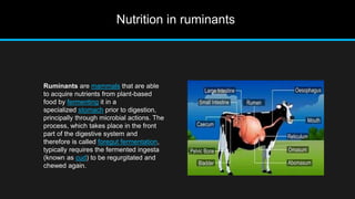 Nutrition in animals and plants | PPTX
