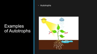 Nutrition in animals and plants | PPTX