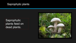 Nutrition in animals and plants | PPTX