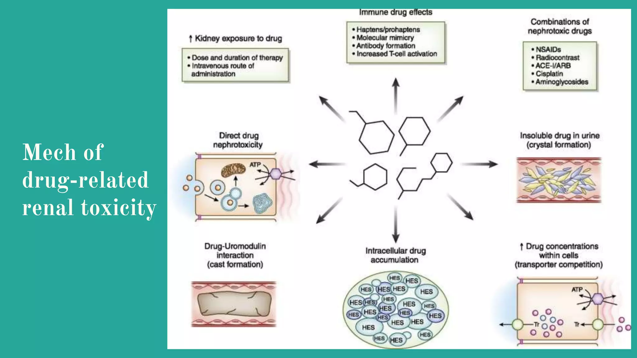 Drug induced nephrotoxicity | PPTX