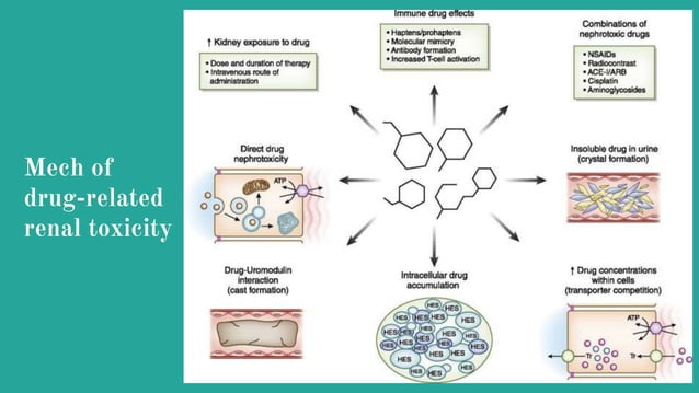 Drug induced nephrotoxicity | PPTX