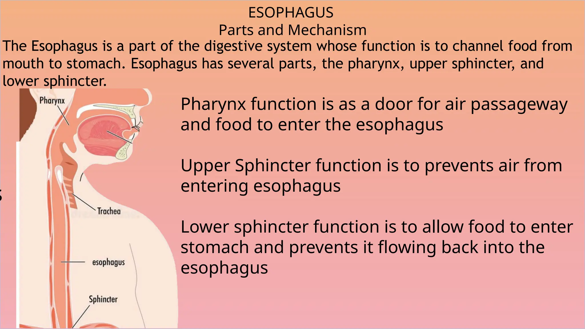 Science Project - Human Digestive System | PPTX