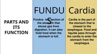 Science Project - Human Digestive System | PPTX