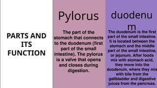 Science Project - Human Digestive System | PPTX