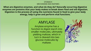 Science Project - Human Digestive System | PPTX