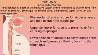 Science Project - Human Digestive System | PPTX