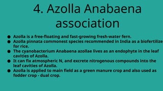 Science project biofertilizers botany ppt | PPTX