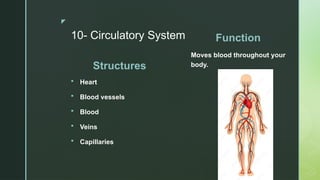 The 11 Human Systems With The Main Structures And Their Function | PPT