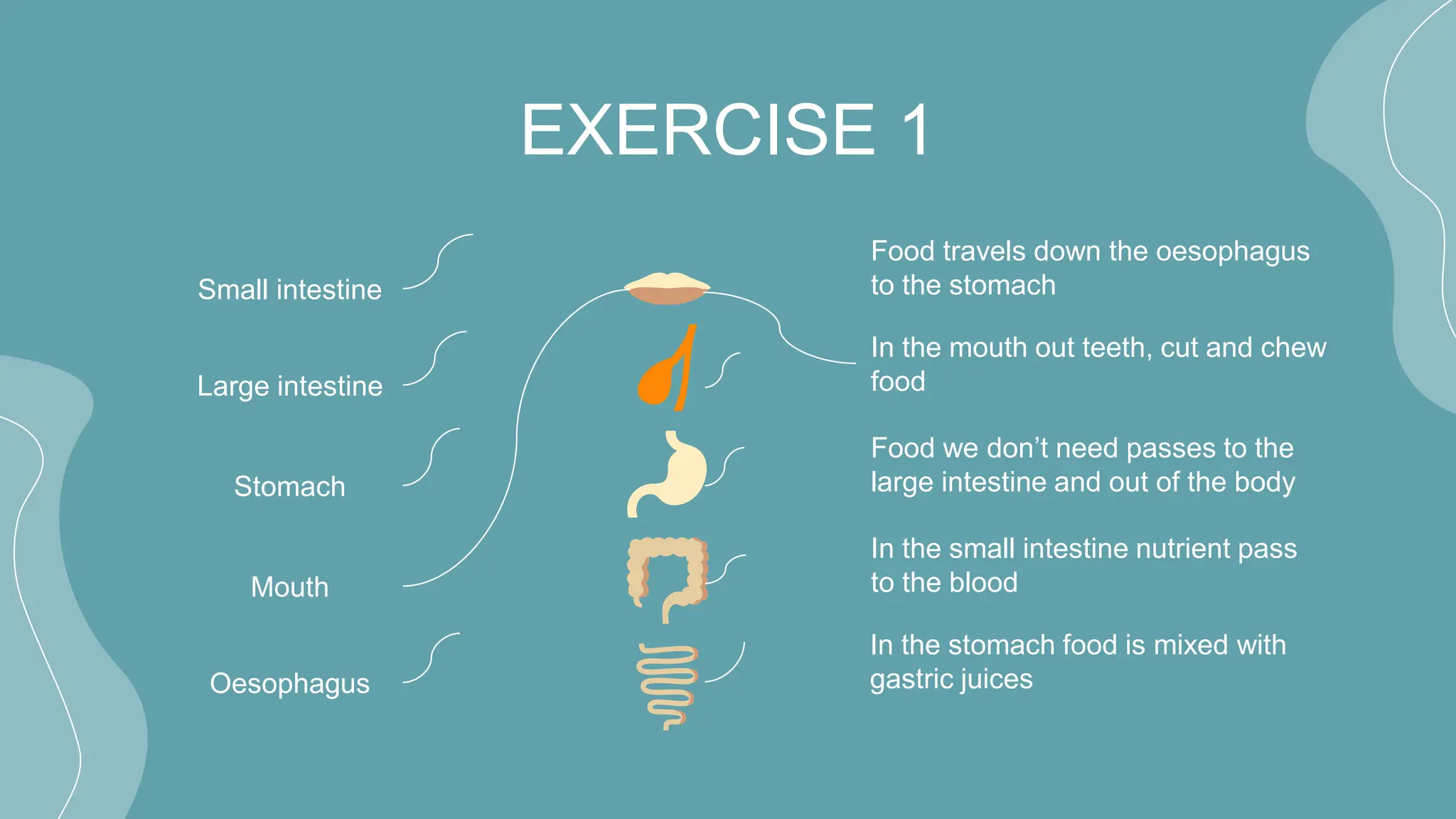 Science Project_ Human Anatomy by Slidesgo.pptx | Geography | Science